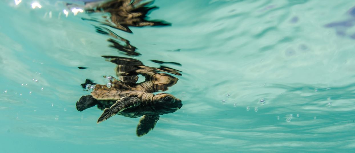 Dive Into the Mysteries of the Deepest Oceans