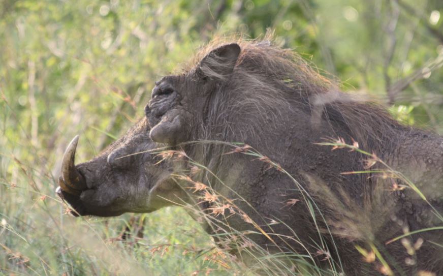 Beautiful-ugly beasties of the bush - Isibindi Africa Lodges