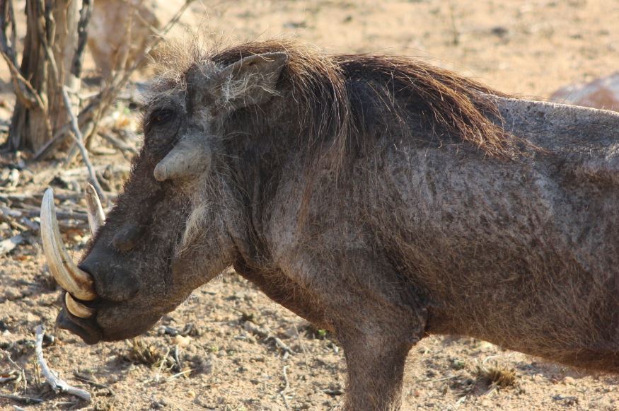 Beautiful-ugly beasties of the bush - Isibindi Africa Lodges