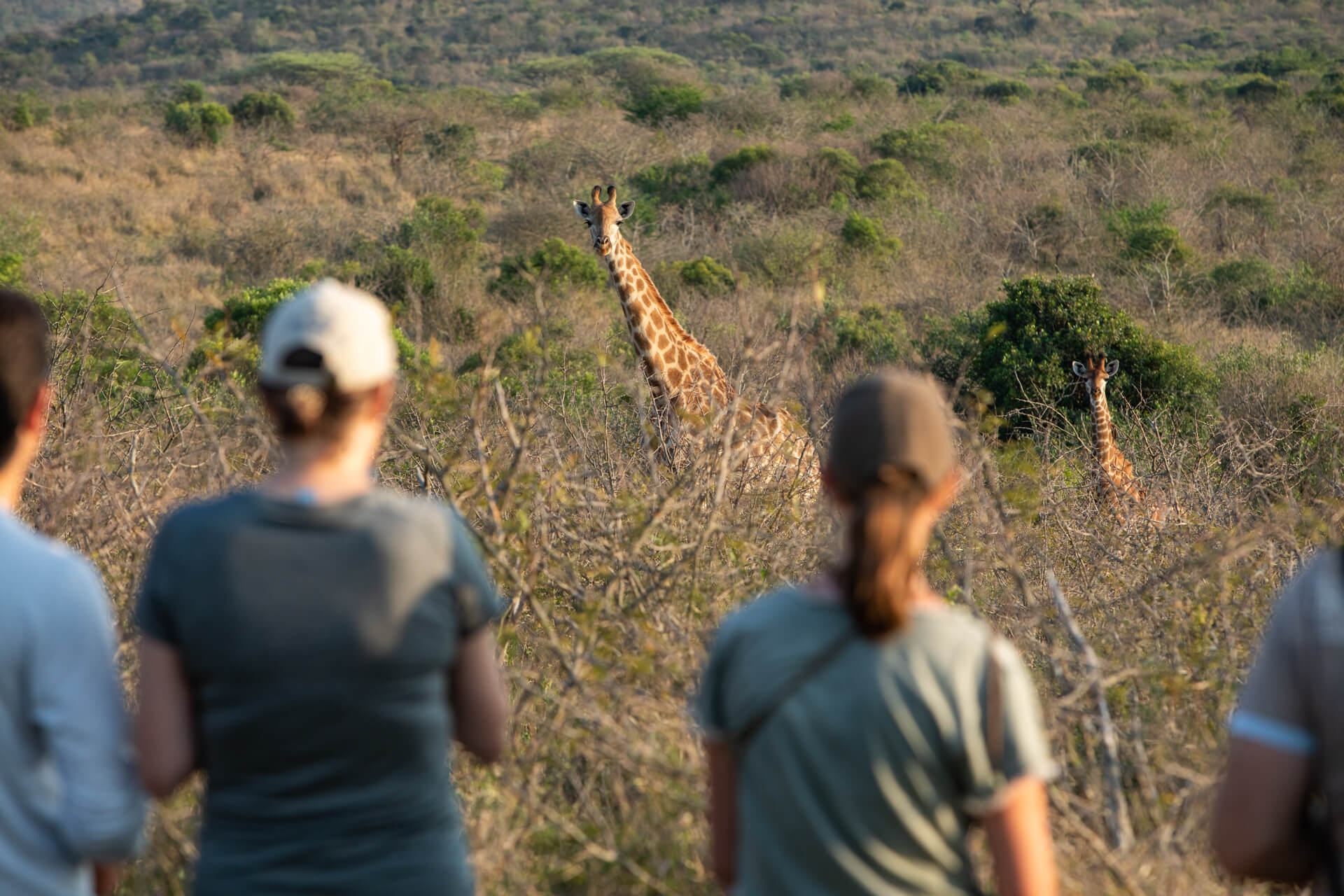 Experience African Wildlife Safari Adventures with Isibindi