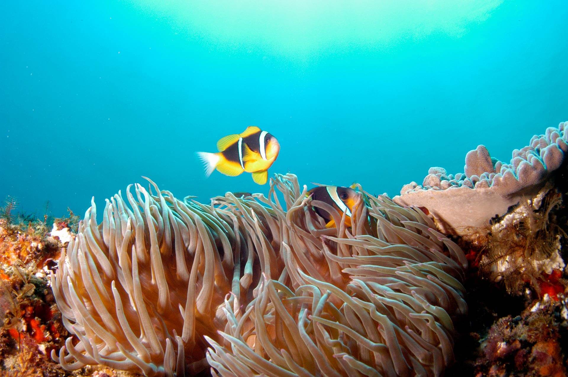 The Underwater Wonderland of the Mabibi Rock Pools